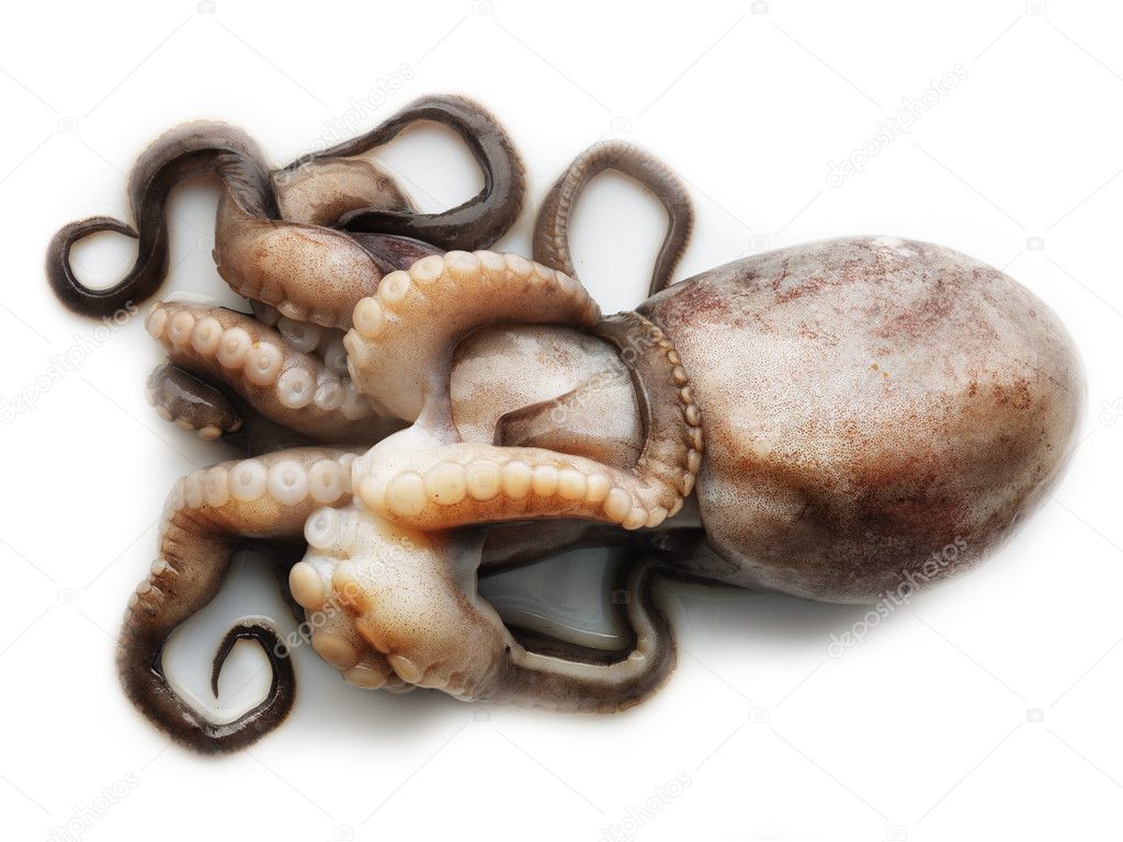 Octopus on white background Stock Photo by ©Irochka 44931699