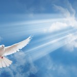 Dove flying — Stock Photo © ifong #9025250
