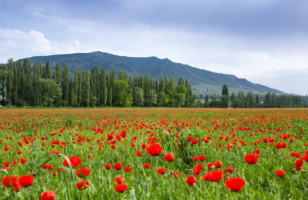 Poppy landscape Stock Photos, Royalty Free Poppy landscape Images ...