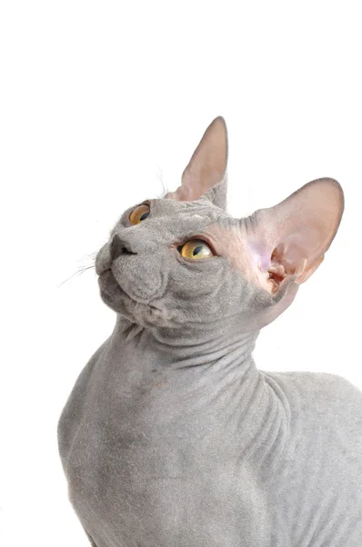 Side view of Sphynx cat, 4 years old, in front of white background ...