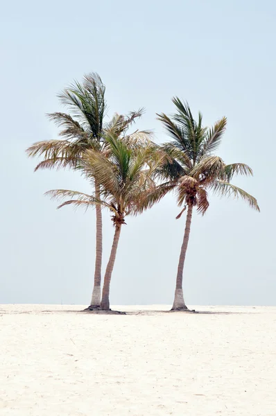 Palmbomen Stockfoto's, Rechtenvrije Palmbomen afbeeldingen | Depositphotos®