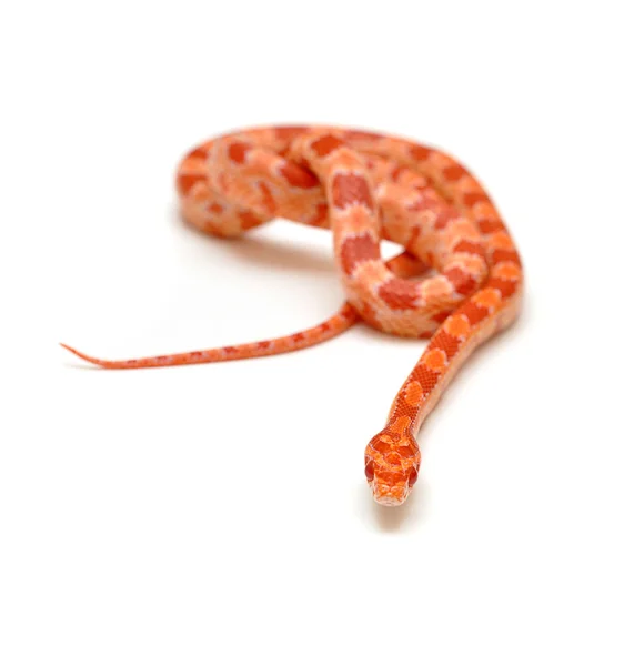 Scaleless Corn Snake, Pantherophis Guttatus, in front of white ...