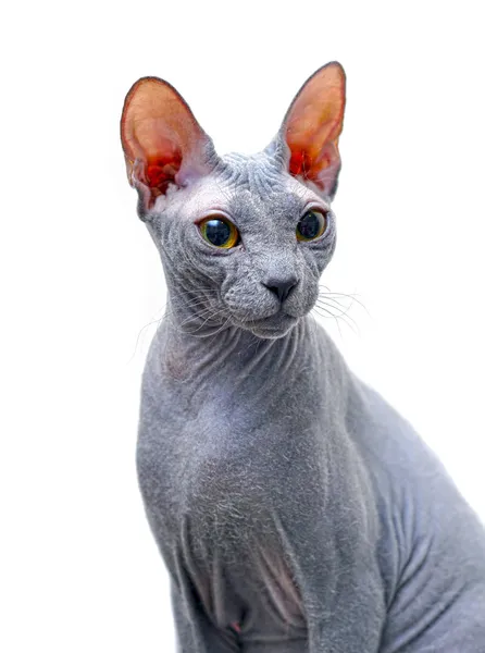 Kočka sfinga stock fotografie, royalty free Kočka sfinga obrázky ...