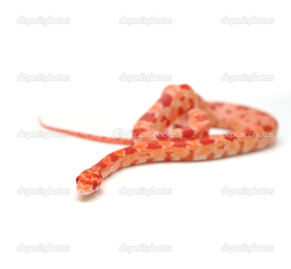 Scaleless Corn Snake, Pantherophis Guttatus Stock Photo by ©FineShine ...