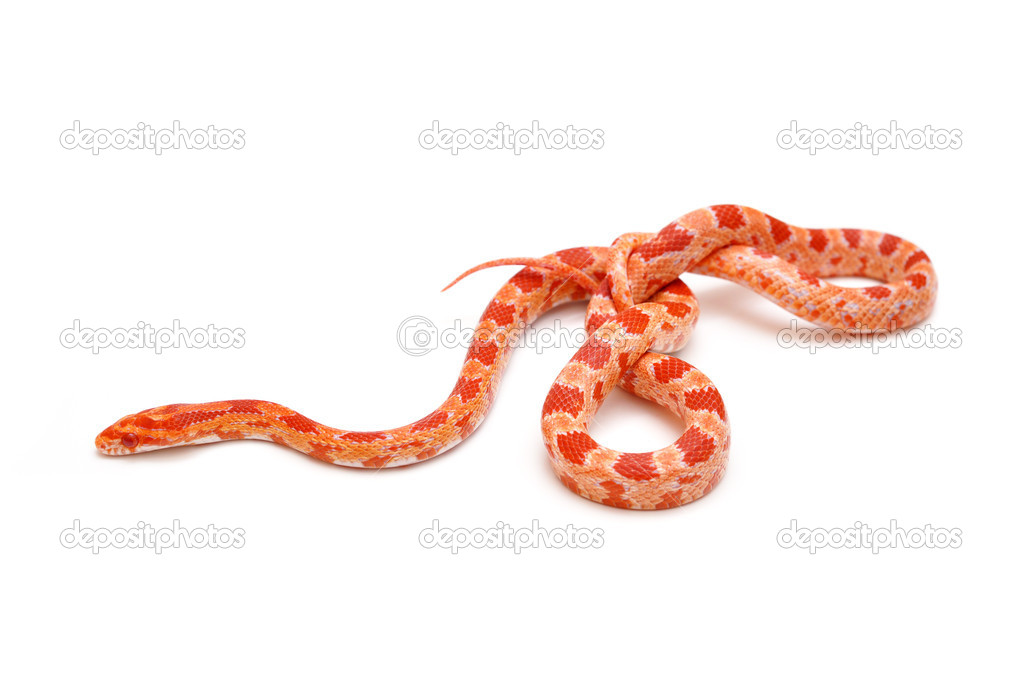 Scaleless Corn Snake, Pantherophis Guttatus Stock Photo by ©FineShine ...