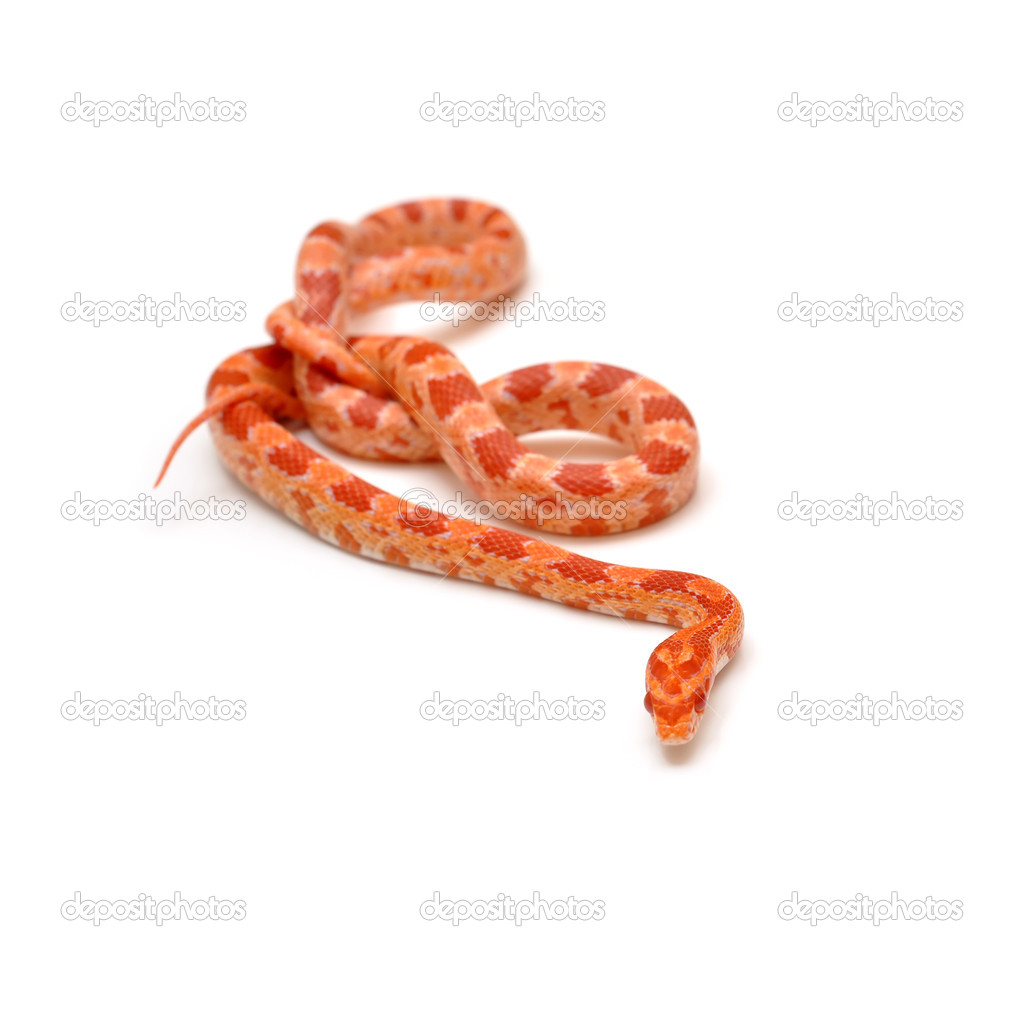Scaleless Corn Snake, Pantherophis Guttatus, in front of white ...