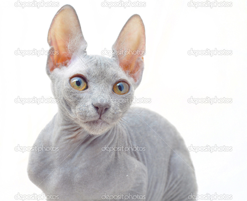 스핑크스 고양이 — 스톡 사진 © FineShine #22850658