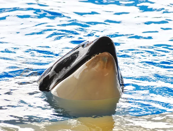 A Mother and Calf Orca do a Backflip Stock Photo by ©neilld 8228182