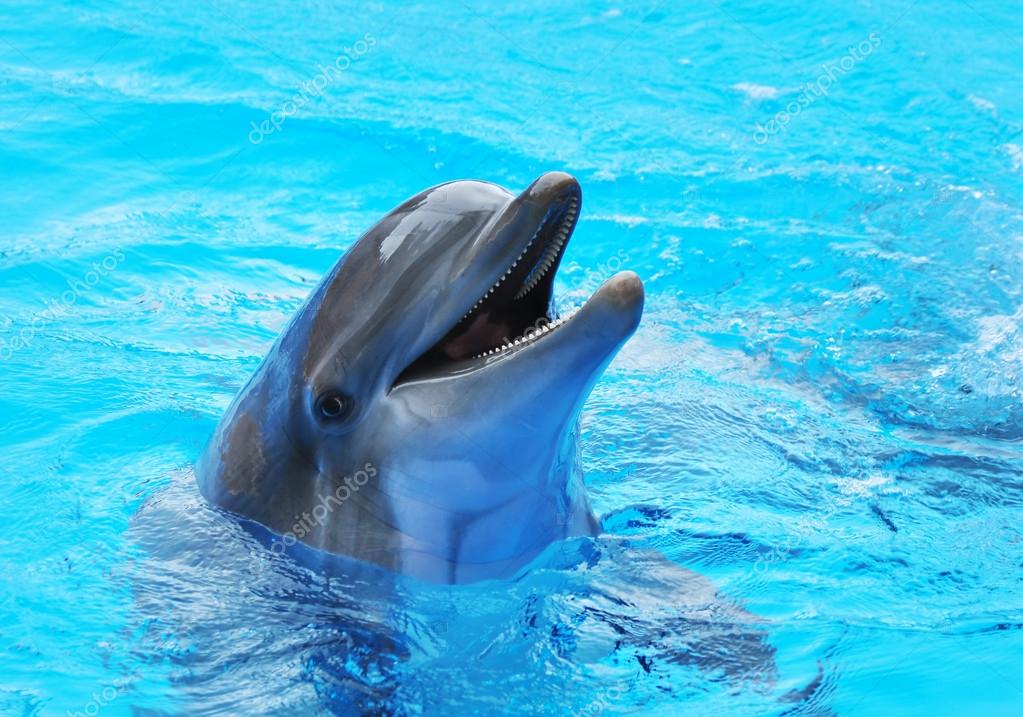 Dolphins — Stock Photo © FineShine #26642227