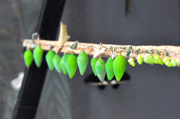 Cocoon butterfly Stock Photos, Royalty Free Cocoon butterfly Images ...