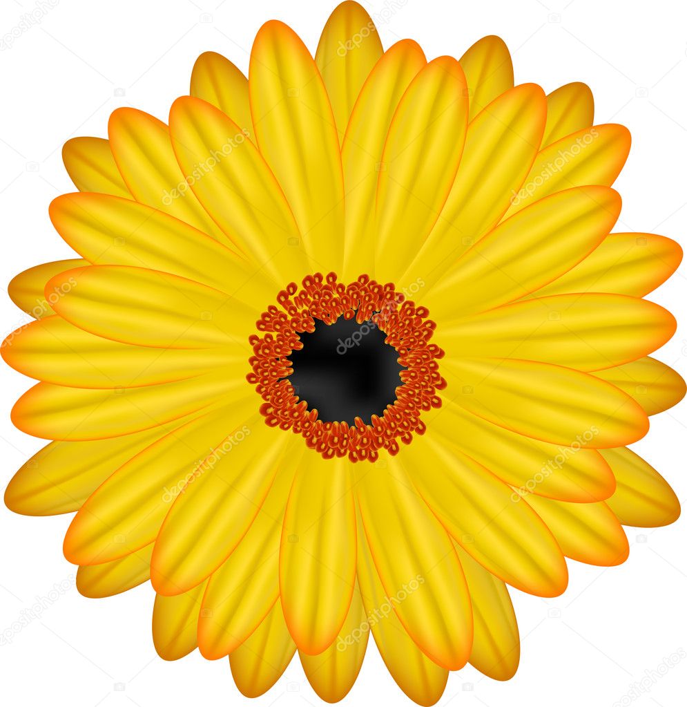 Gerbera floewer vector — Stock Vector © Paha_L #16778973