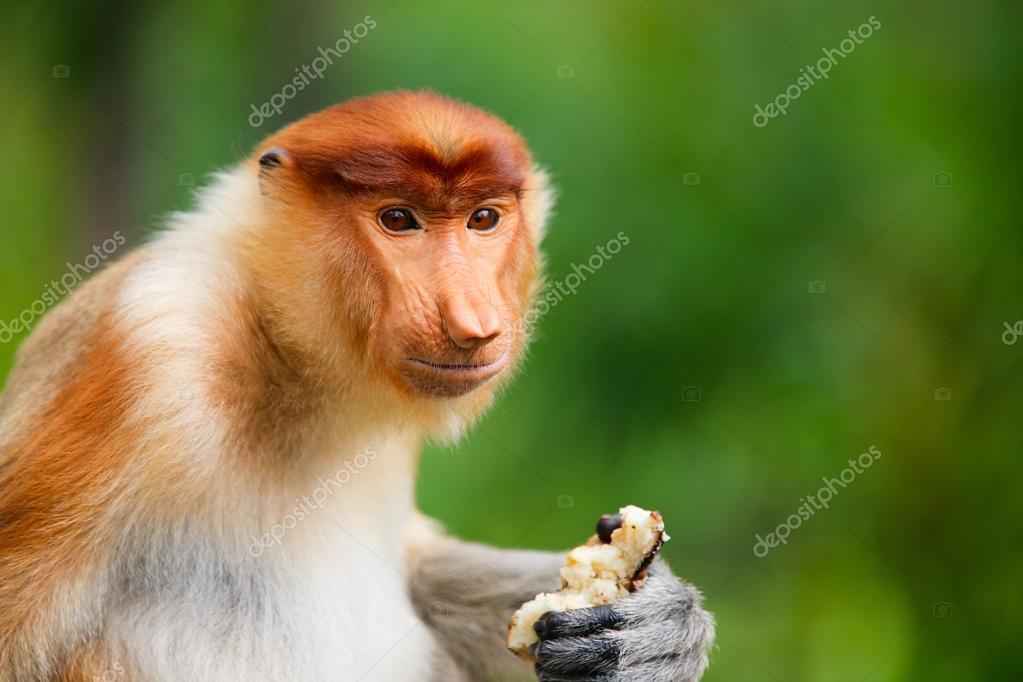 Proboscis monkey — Stock Photo © shalamov #13749596
