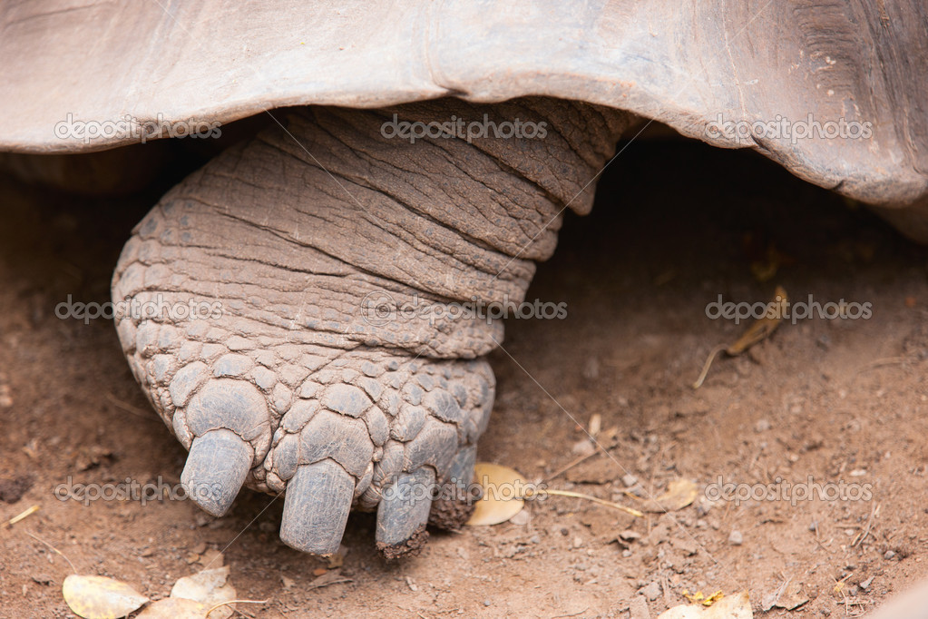 Galapagos giant tortoises foot Stock Photo by ©shalamov 19243051