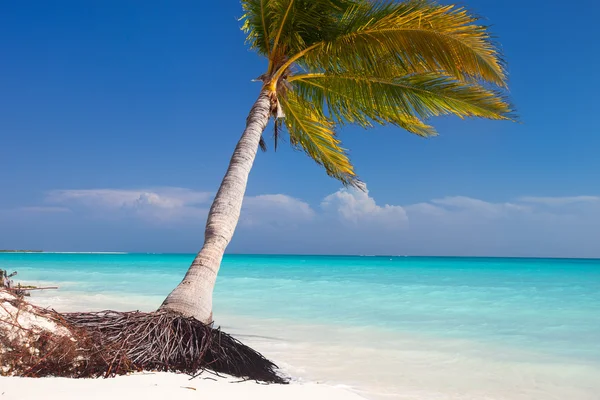 Perfect beach — Stock Photo © shalamov #3587081