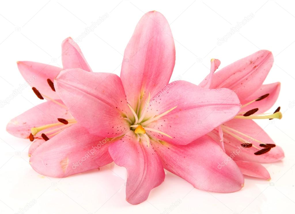 Pink lilies Stock Photo by ©Elena777 14384903