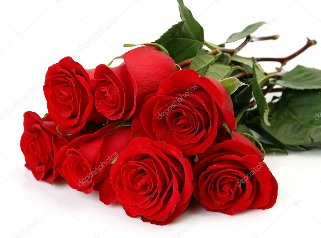 Fine roses — Stock Photo © Elena777 #35579189