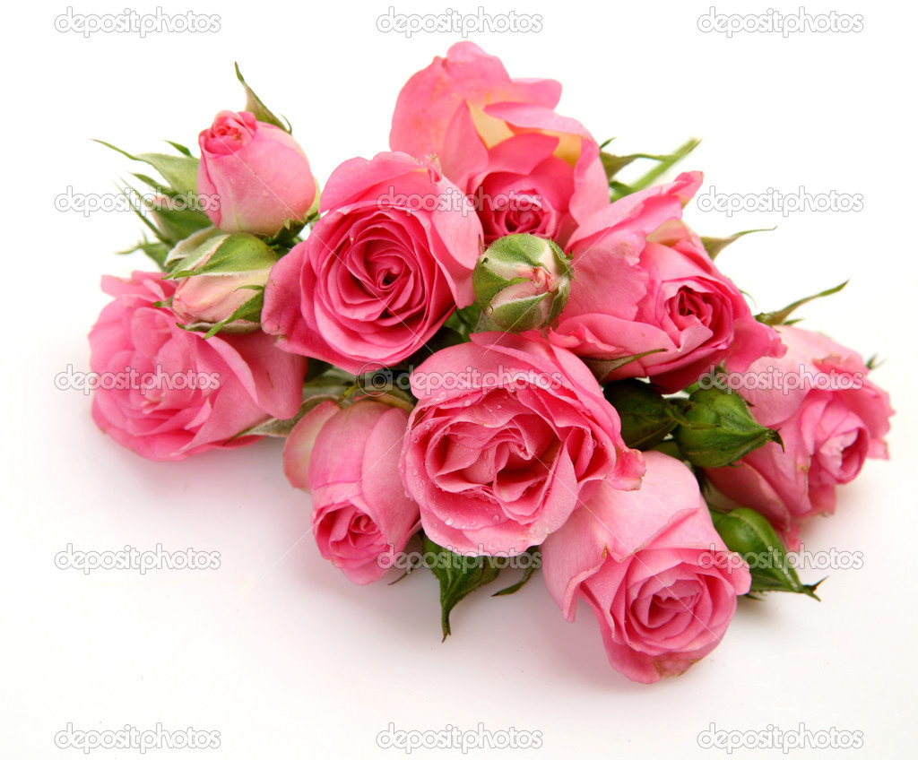 Fine roses Stock Photo by ©Elena777 35579341