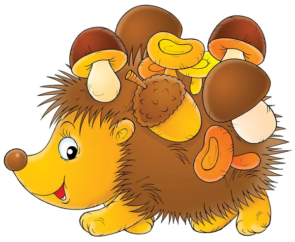 Ježek houby stock fotografie, royalty free Ježek houby obrázky ...