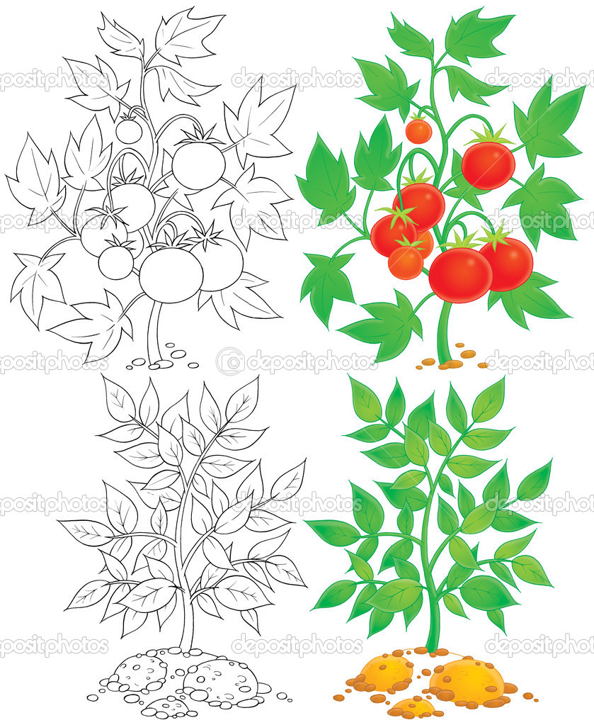 Tomato and leafy plants in color and outline — Stock Photo ...