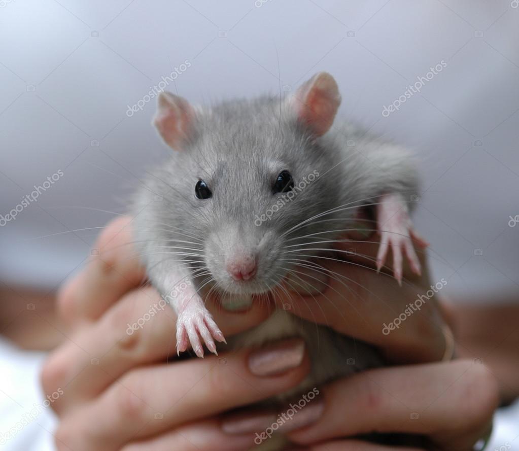 Rat in hand — Stock Photo © anele77 #25803961