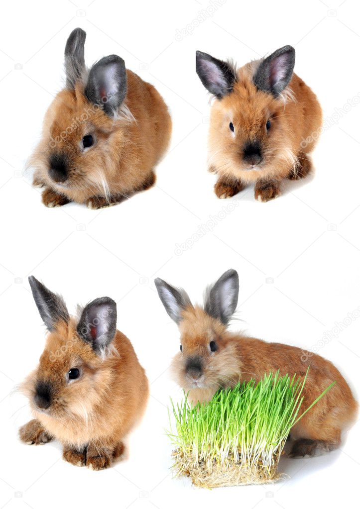 Collage. Rabbit on white background Stock Photo by ©ok.nazarenko 45830635