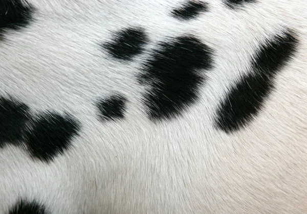 Dalmatian texture Stock Photos, Royalty Free Dalmatian texture Images ...