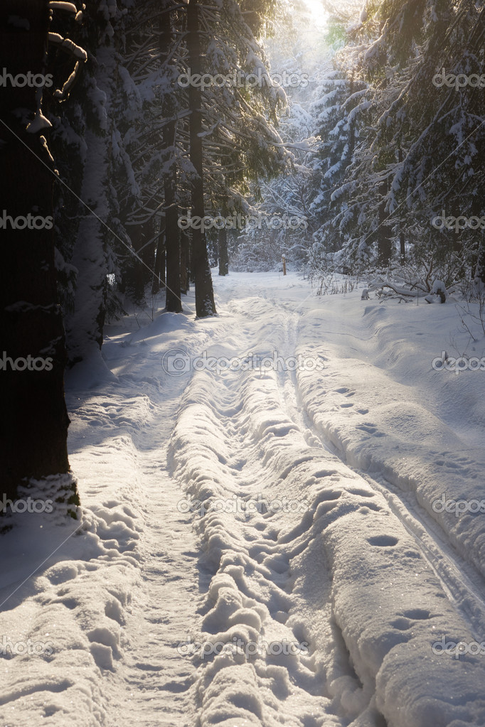 Sun rays in the winter forest Stock Photo by ©Demian 19029925