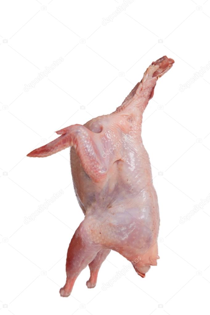 Partridge fresh bird isolated Stock Photo by ©aragami12345 18183055