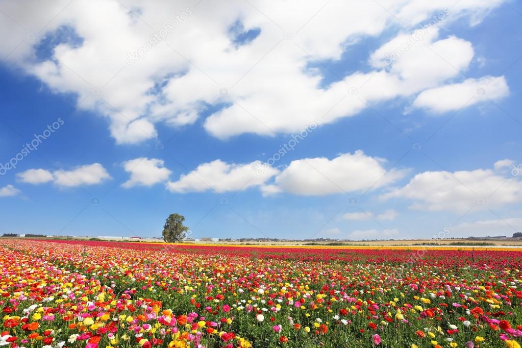 Cloudy spring day in Israel — Stock Photo © kavramm #27635299