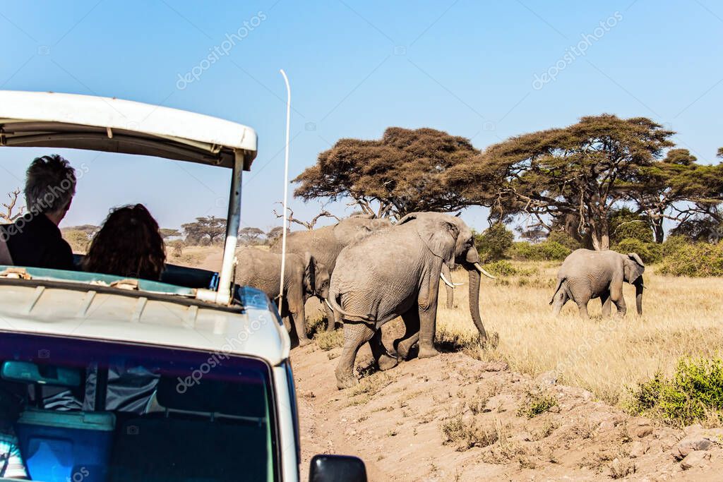 Los animales salvajes están disponibles gratuitamente. Aventura de ...