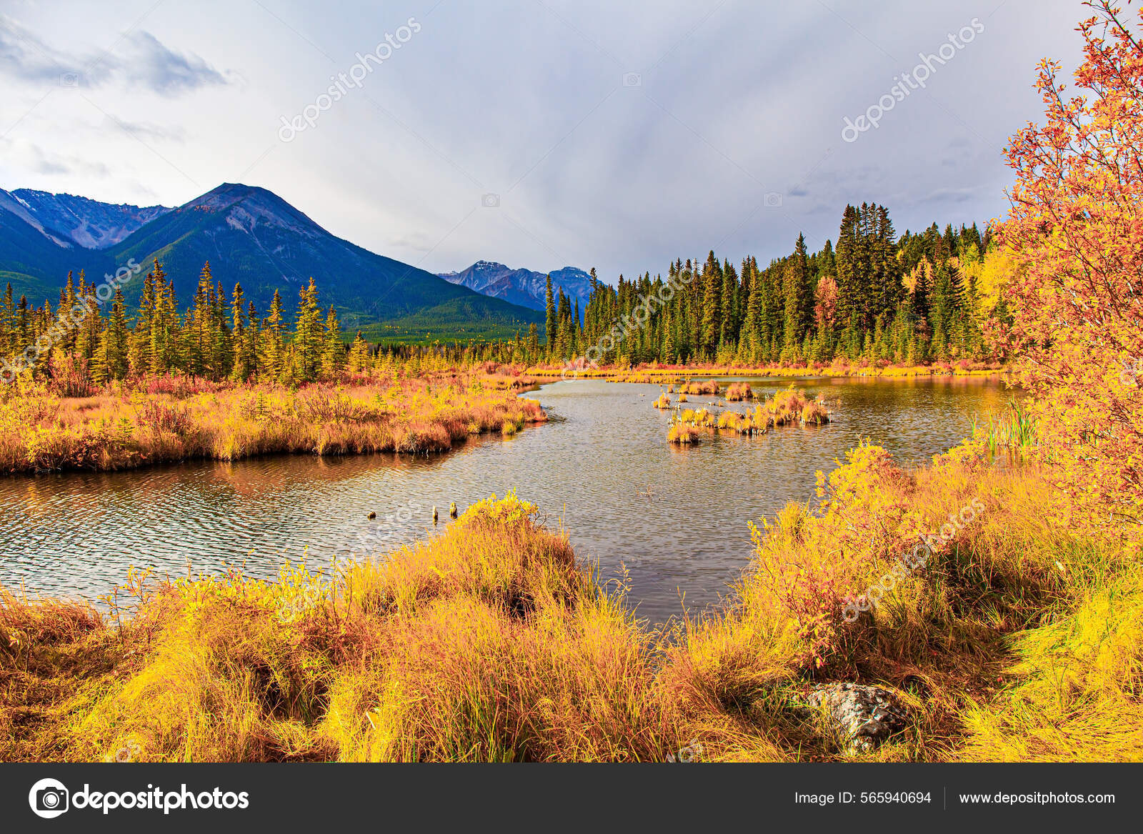 Evergreen Spruce Trees Grow Mountain Slopes Canada Indian Summer Rocky ...