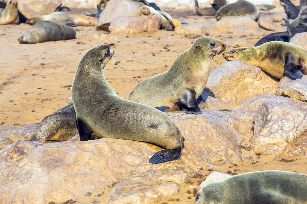 Cape Cross es la mayor rookery sudafricana de focas de piel en el mundo ...