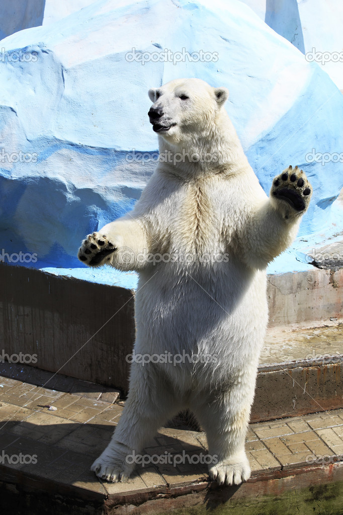Oso polar de pie sobre sus patas traseras. 2022