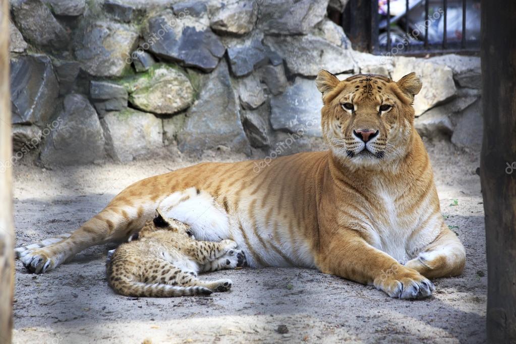 Beautiful female liger with cub in a cage. Stock Photo by ©yykkaa 39139413
