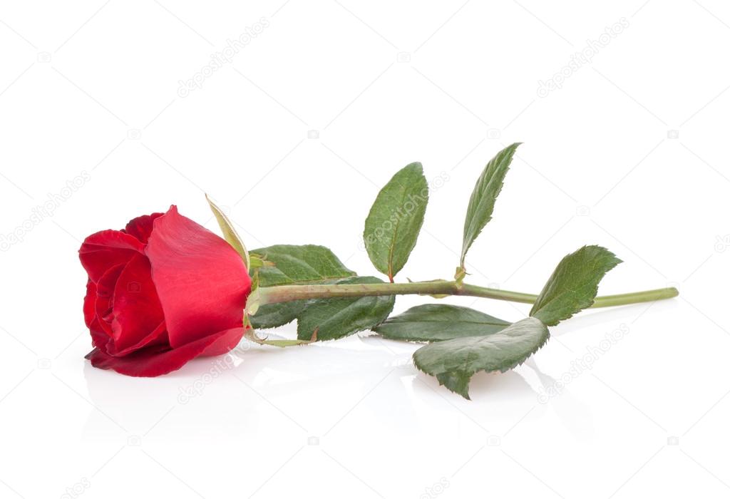 Laying red rose Stock Photo by ©karandaev 18102145
