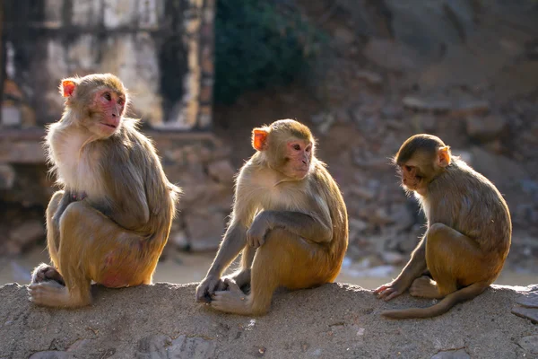 Three rhesus macaque monkeys (Macaca mulatta) - Stock Image - Everypixel