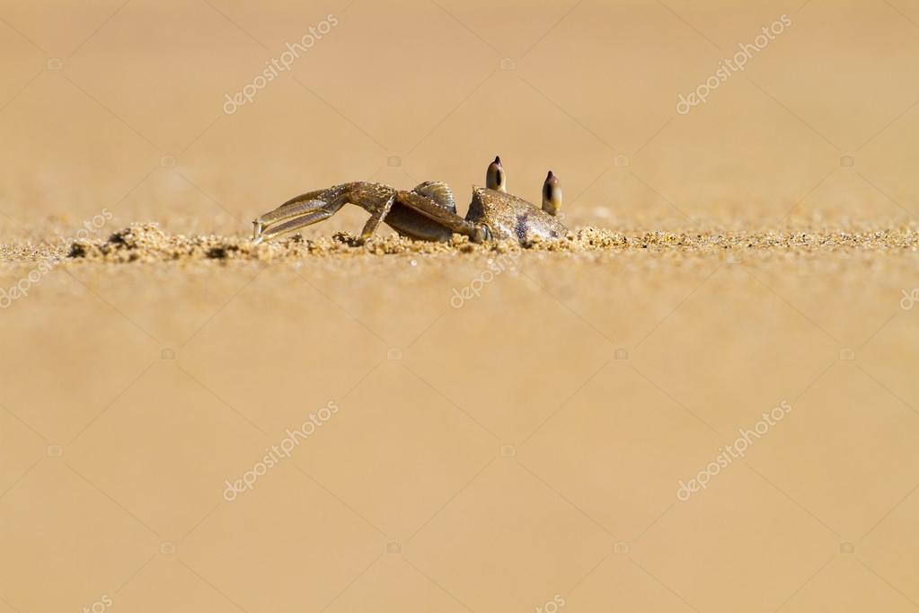 Ghost crab digging hole in the sand Stock Photo by ©mazzzur 25436449