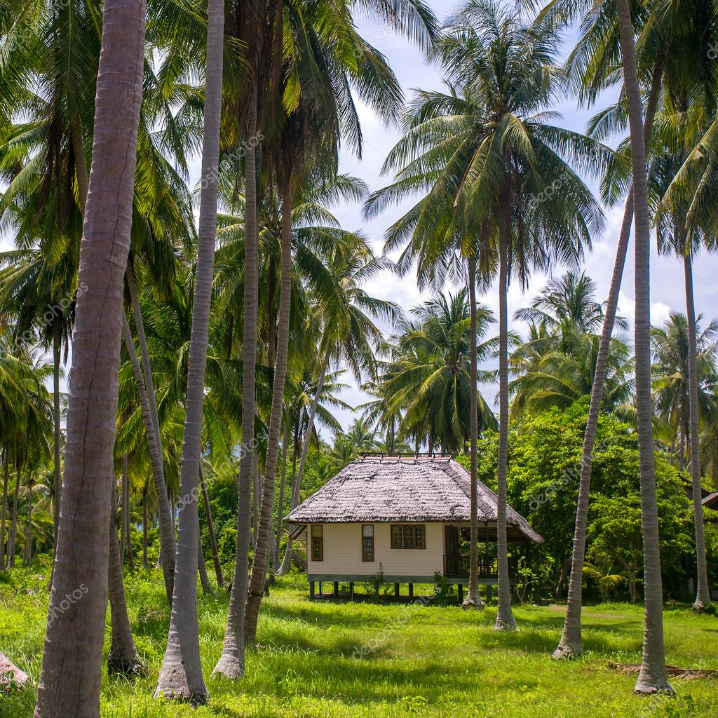Peque o bungalow en plantaci n de coco 2024