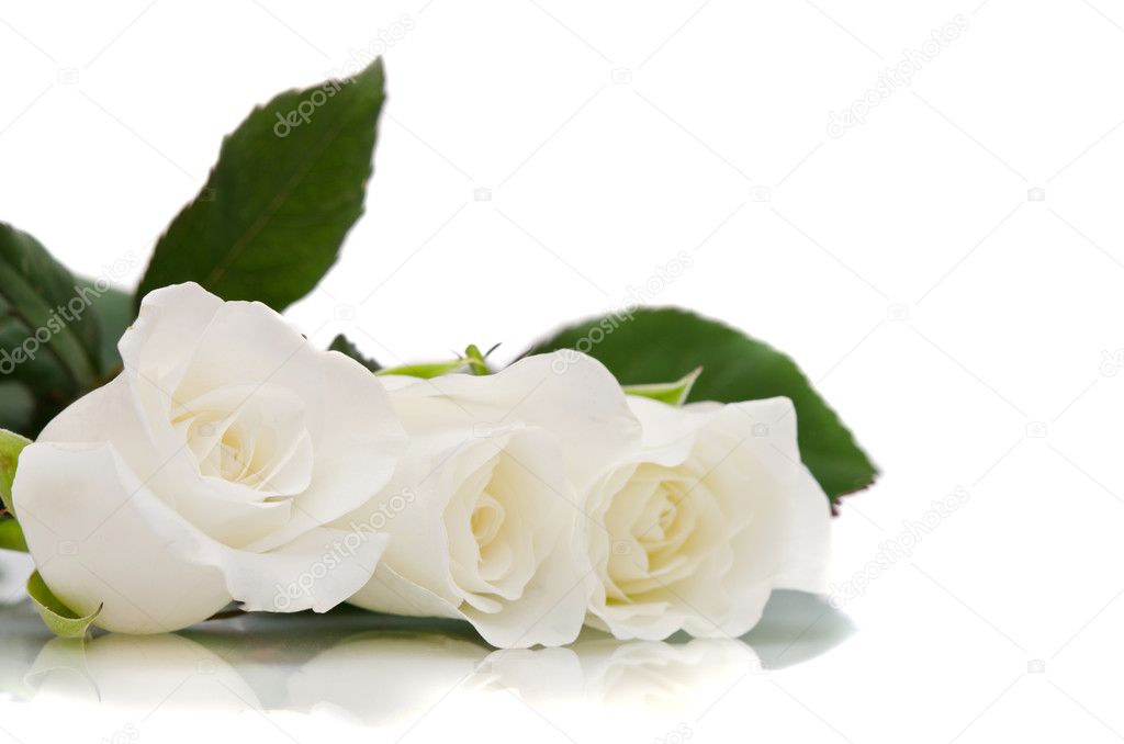 White roses — Stock Photo © Soyka564 #15335411