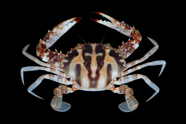 Brachyura crabs Stock Photos, Royalty Free Brachyura crabs Images ...