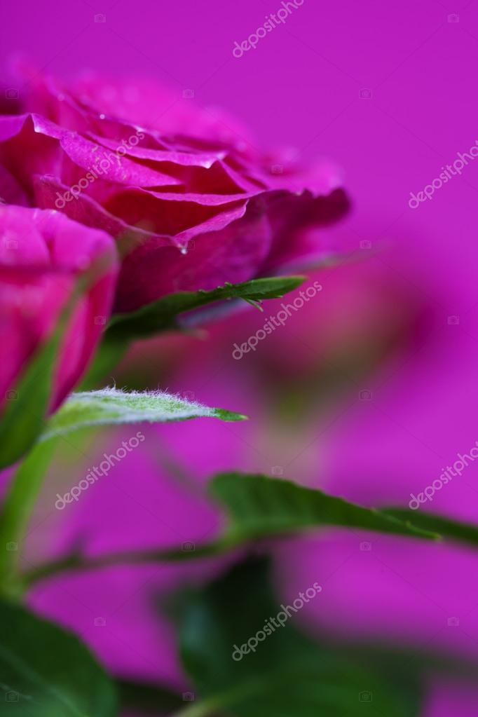 Pink roses Stock Photo by ©klenova 17408027