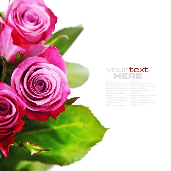 Roses sample Stock Photos, Royalty Free Roses sample Images ...