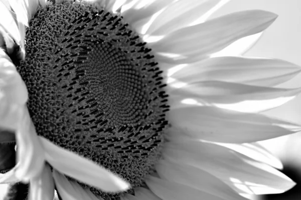 Vacker svart och vitt solros isolerade fotos de stock, imágenes de ...