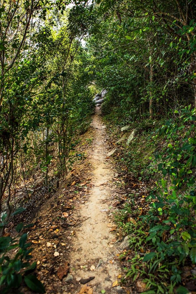 Path in rainforest — Stock Photo © innervision #46669297