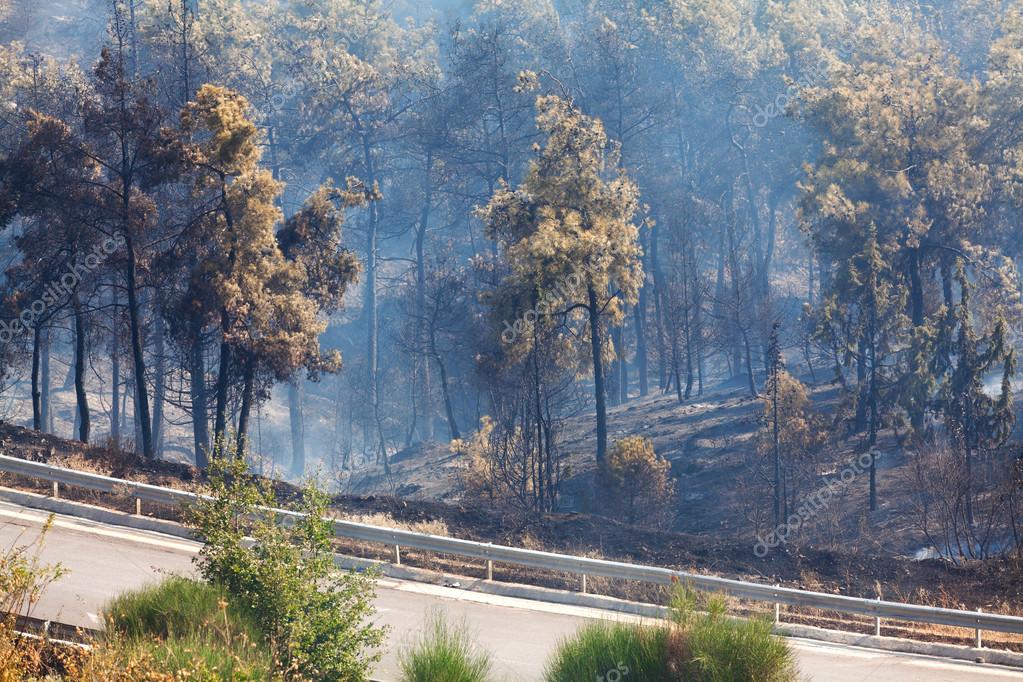 Fire Department Extinguishes a forest fire — Stock Photo © portokalis ...