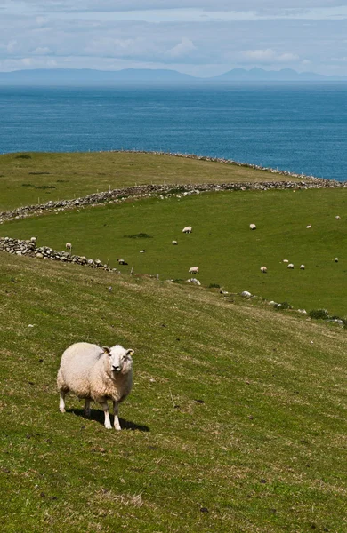 Ireland sheep Stock Photos, Royalty Free Ireland sheep Images ...