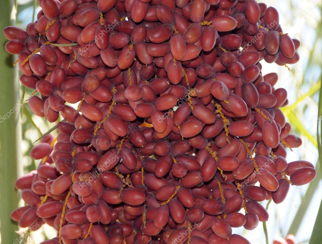 Date palm fruit — Stock Photo © nizami #12883993