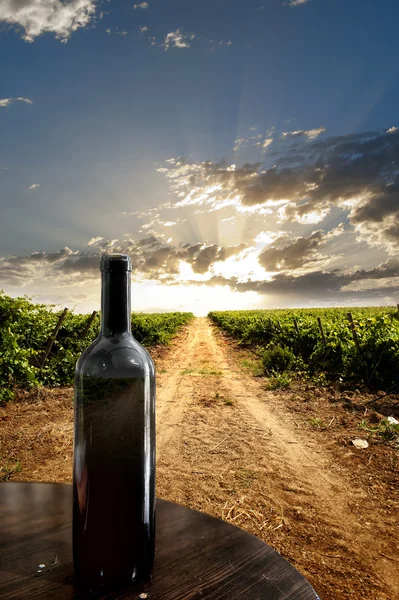 Vineyard — Stock Photo © alphaspirit #29936037