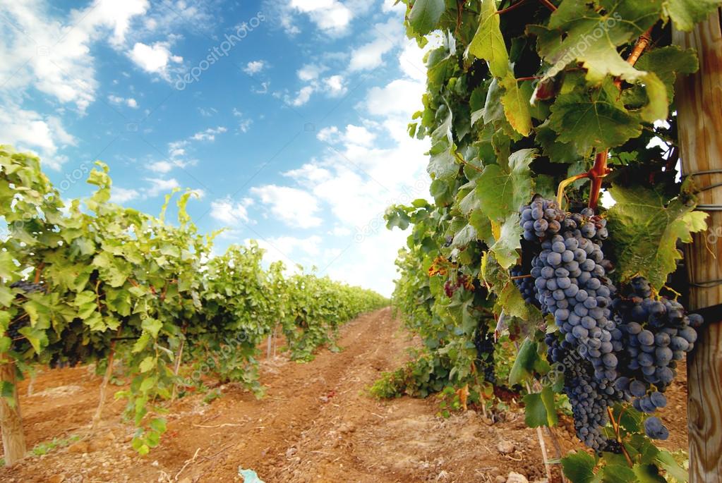 Vineyard — Stock Photo © alphaspirit #29936037