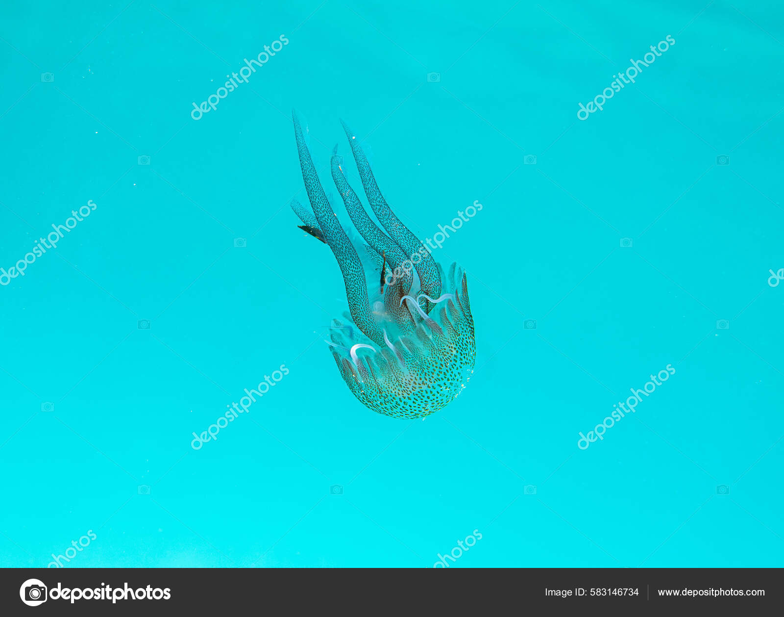Transparent Jellyfish Floats Crystalline Deep Sea — Stock Photo ...